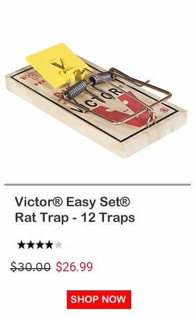 15 Rat-Trapping Tips