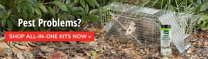 What is the Best Method for Raccoon Control?