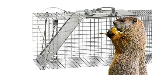 Solution Finder - Indoor - Groundhogs