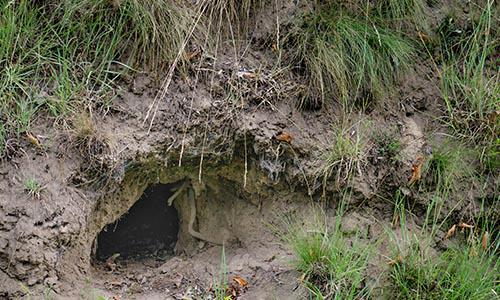 Solution Finder - Outdoor - Damaging Yard - Turf