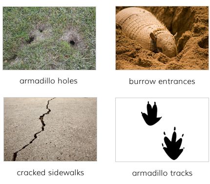 Armadillo Facts | Learn About Armadillos - Havahart®