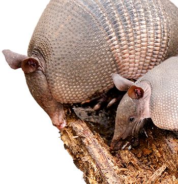 Armadillo Facts | Learn About Armadillos - Havahart®