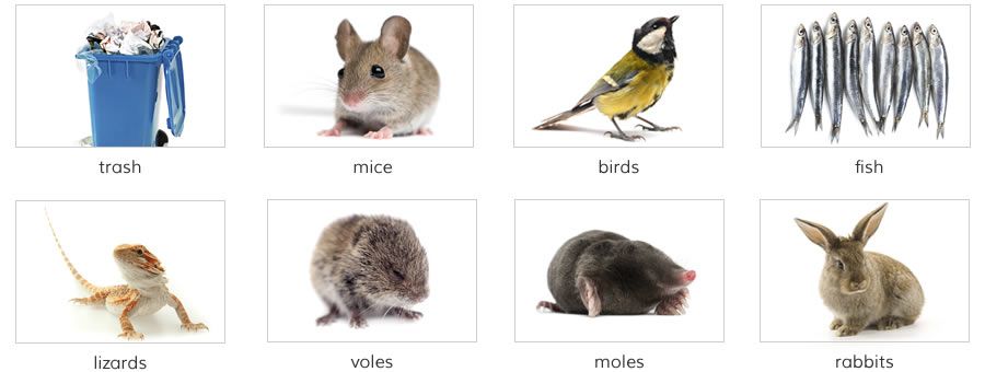 Feral Cat Facts | Facts about Cats | Havahart® US