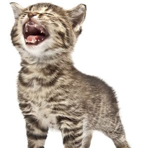 Feral Cat Facts | Facts about Cats | Havahart® US