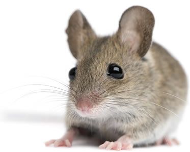 Facts About Mice