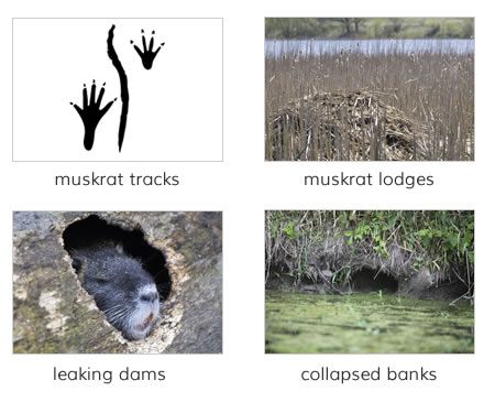 Facts About Muskrats