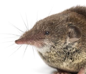 How to Trap Shrews | Shrew Trapping | Havahart®