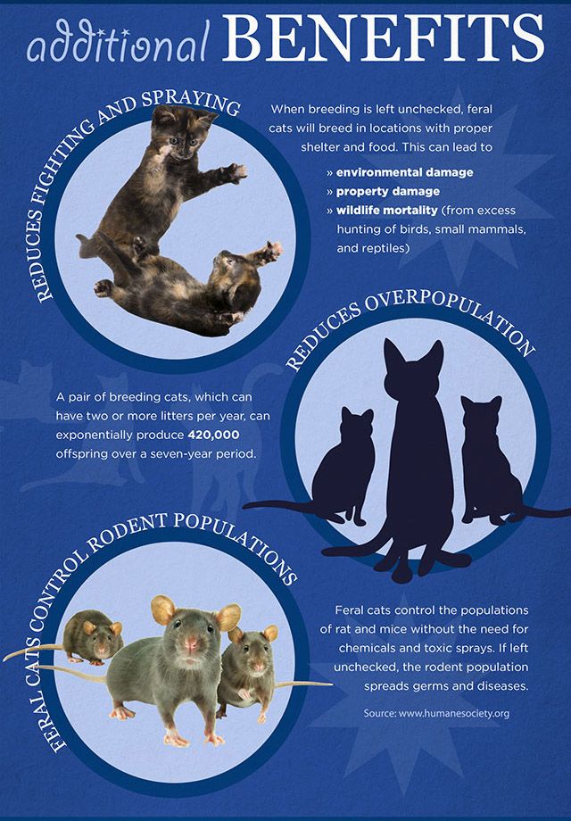 The Benefits of Feral Cat TNR Programs vs. Euthanasia