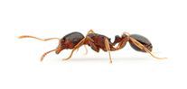 Common Household Ants