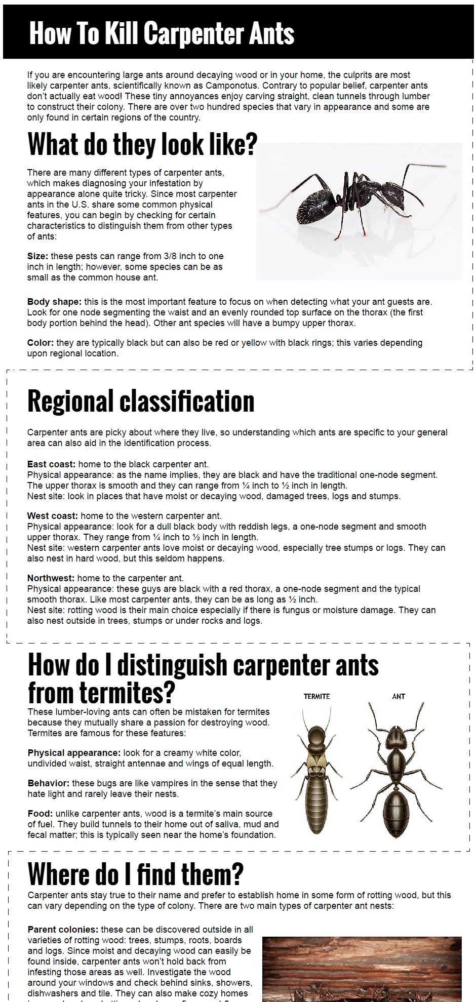 Ant Infographics | Insect Infographics | TERRO®