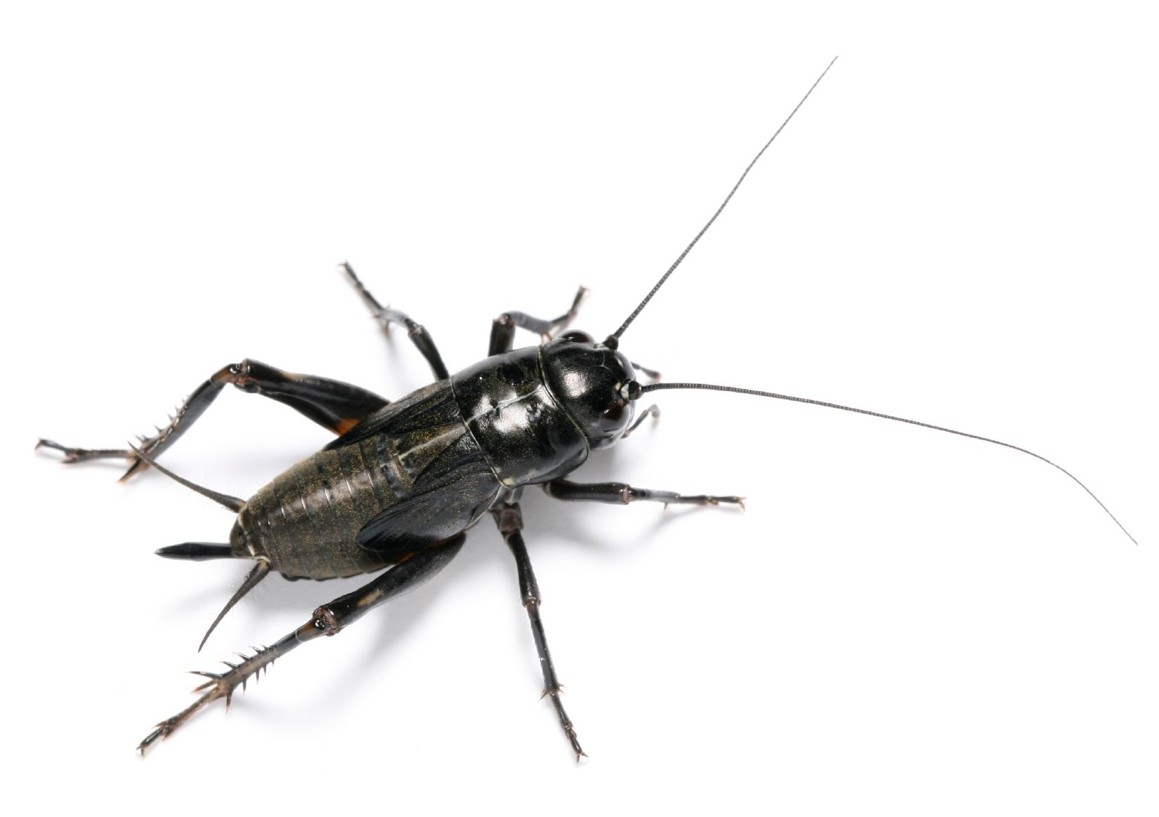 Common Types of Cricket | Pictures of Crickets | TERRO.com