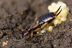Facts About Earwigs | TERRO® Learning Center