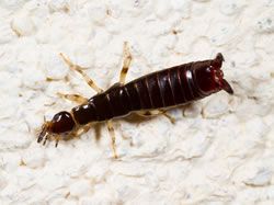 Common Types of Earwigs | Pictures of Earwigs | TERRO®