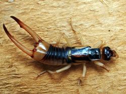 Common Types of Earwigs | Pictures of Earwigs | TERRO®