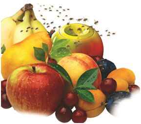 Fruit Fly Facts | All About Fruit Flies | Insect Library