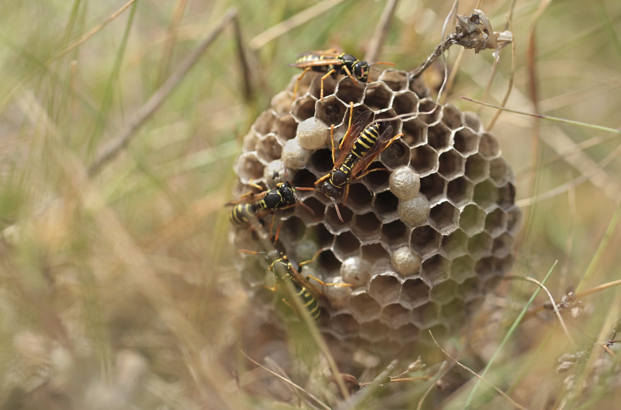 Northern Paper Wasp Facts | Northern Paper Wasp Control | TERRO®