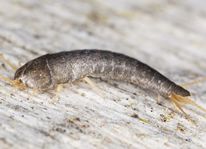 Common Types of Silverfish| Pictures of Silverfish | TERRO.com