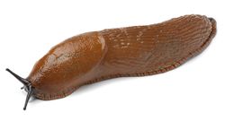 Facts About Slugs | TERRO® Learning Center