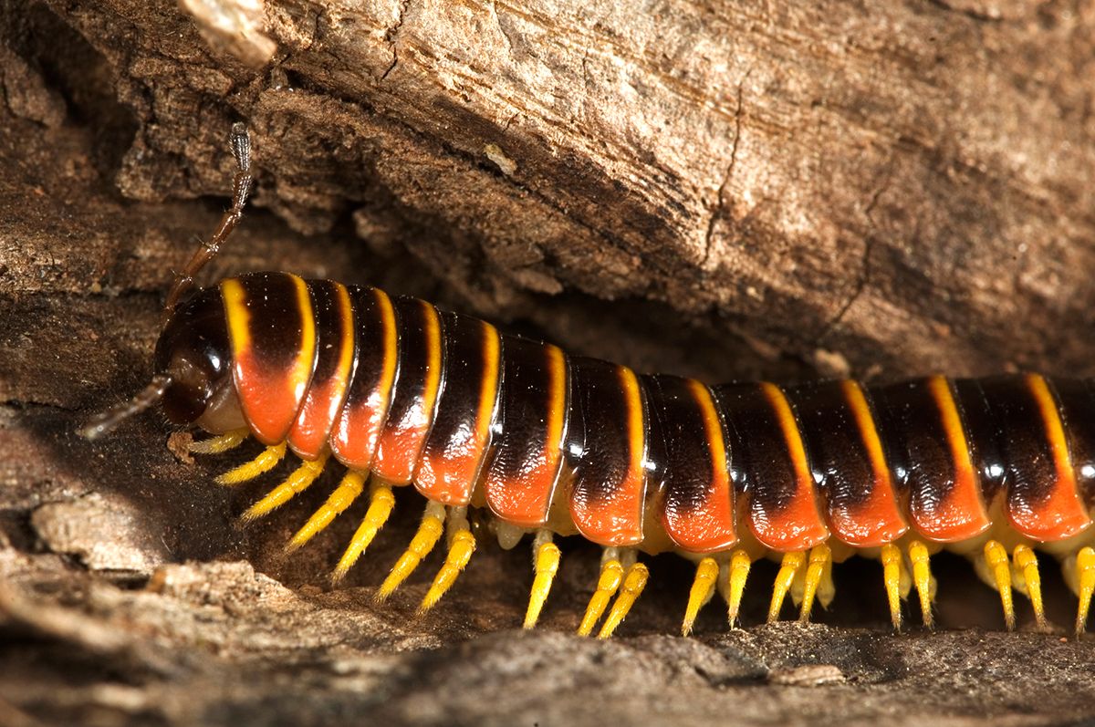 Common Types of Millipede | Pictures of Millipedes | TERRO.com