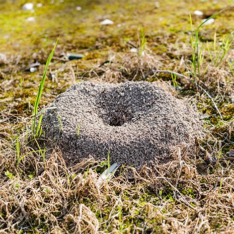 TERRO® Fire Ant Killer - 2 lb | Waterproof, Odor-Free Granules